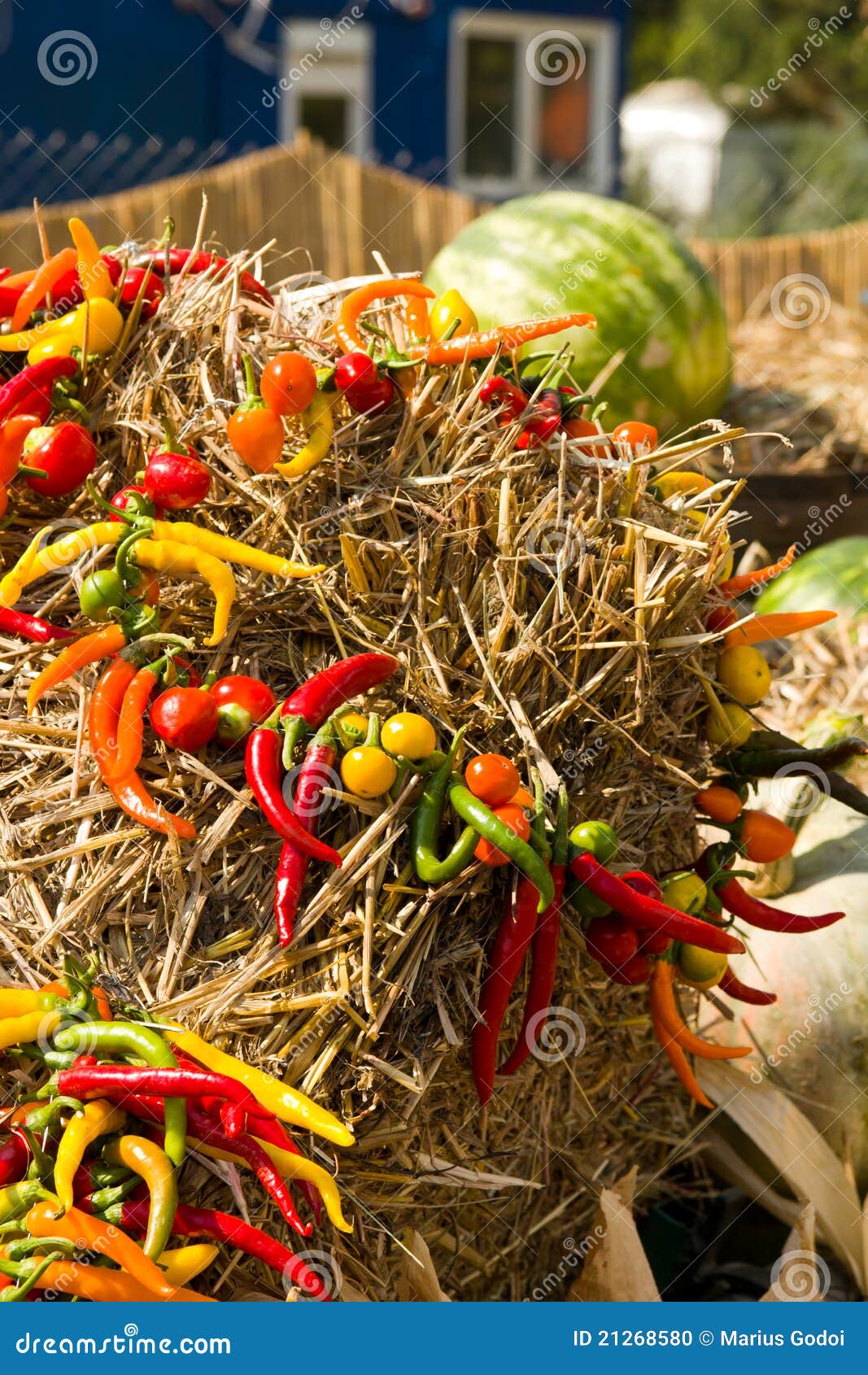 Pepperoni combination stock photo. Image of fair, seasonal - 21268580