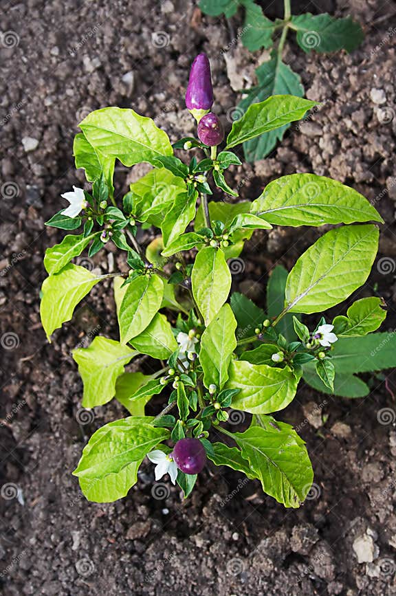 Peppers stock image. Image of hummus, growing, gardening - 2872929