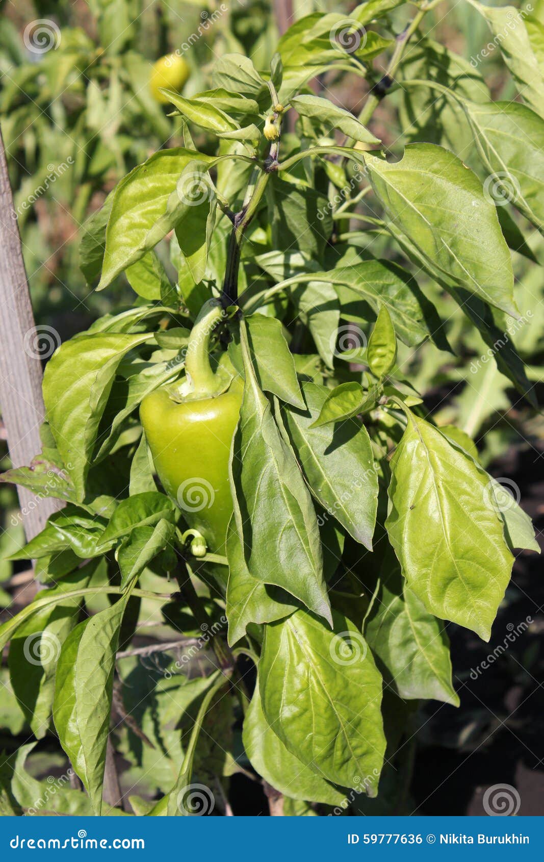 Peppers on the Bush stock photo. Image of greens, fresh - 59777636