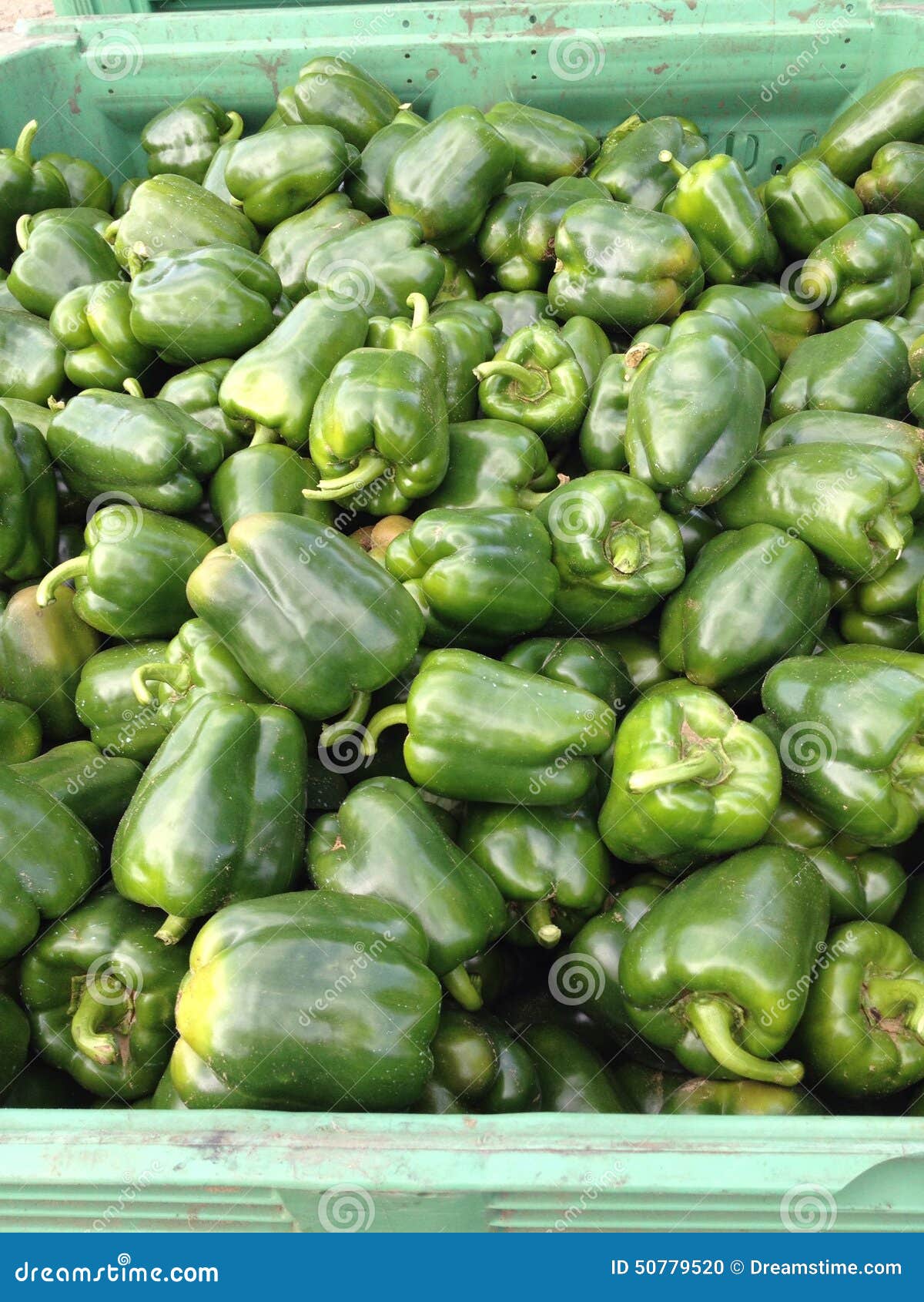 Peppers green capsicum stock photo. Image of green, farm - 50779520