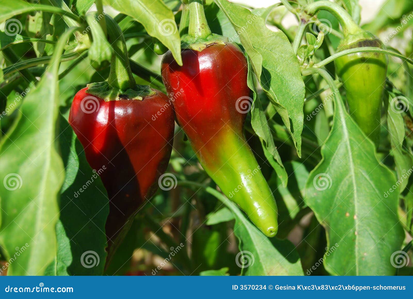 Peppers ripening stock photo. Image of sunshine, life - 3570234