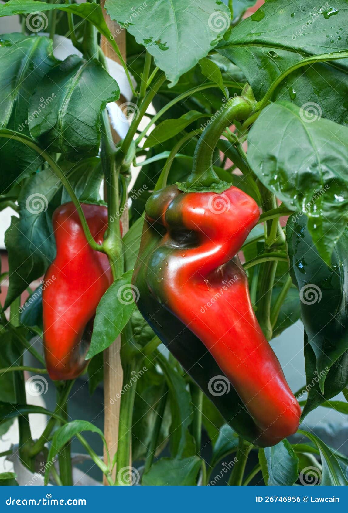 Peppers Ripening on Plant stock photo. Image of annuum - 26746956