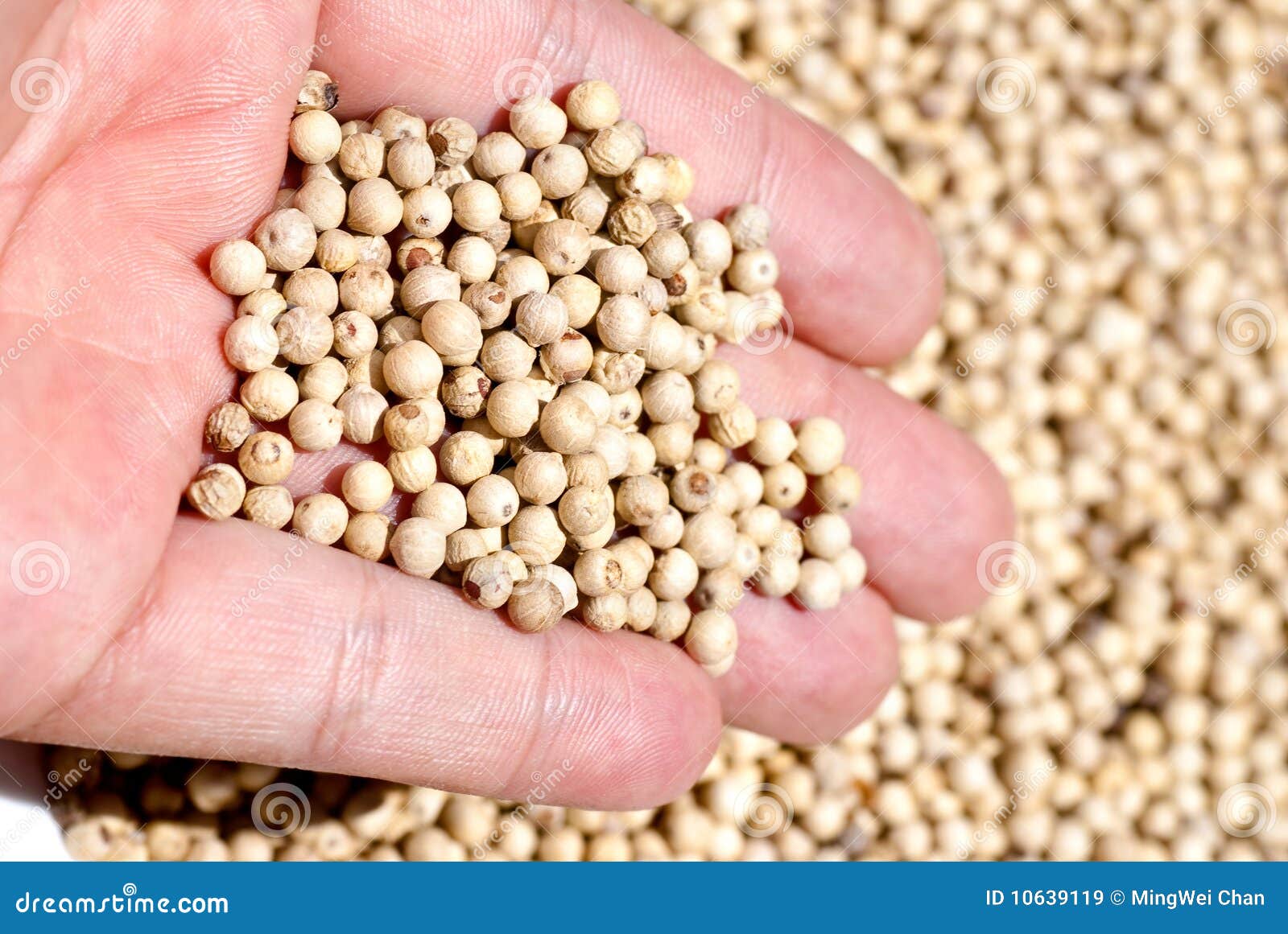 Peppers Seed 04 stock image. Image of closeup, cuisine - 10639119