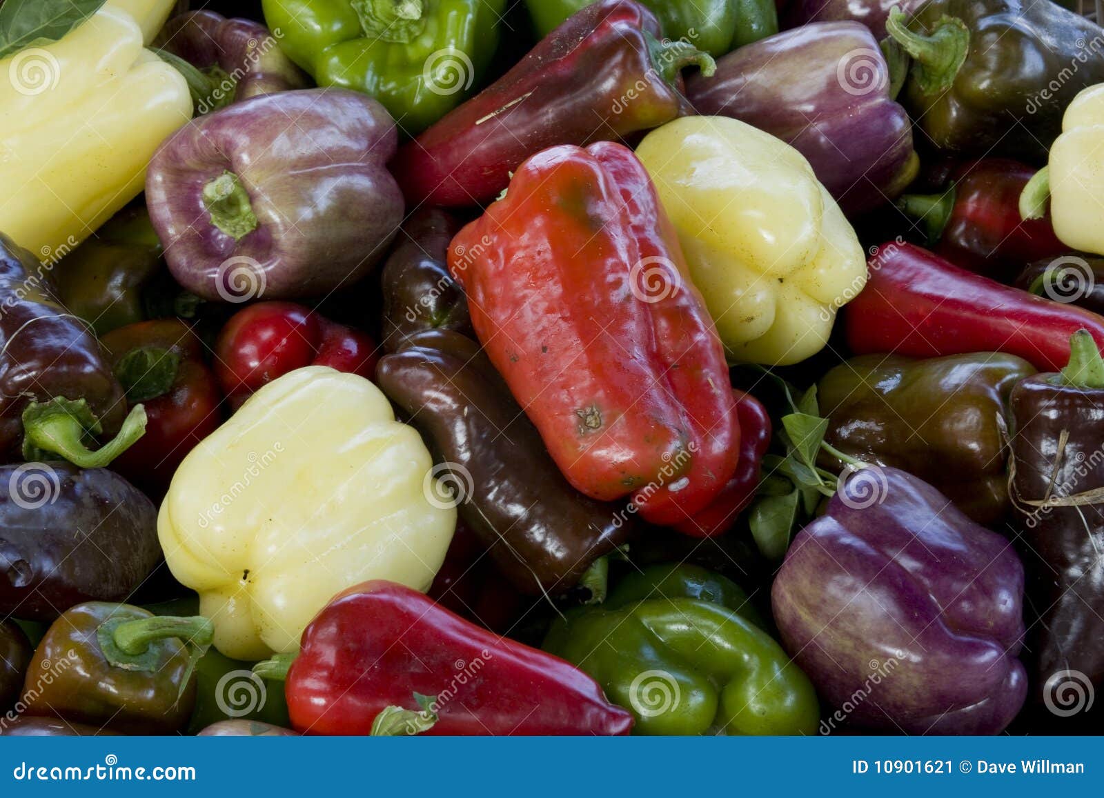 Peppers variety stock image. Image of vegetables, colorfull - 10901621
