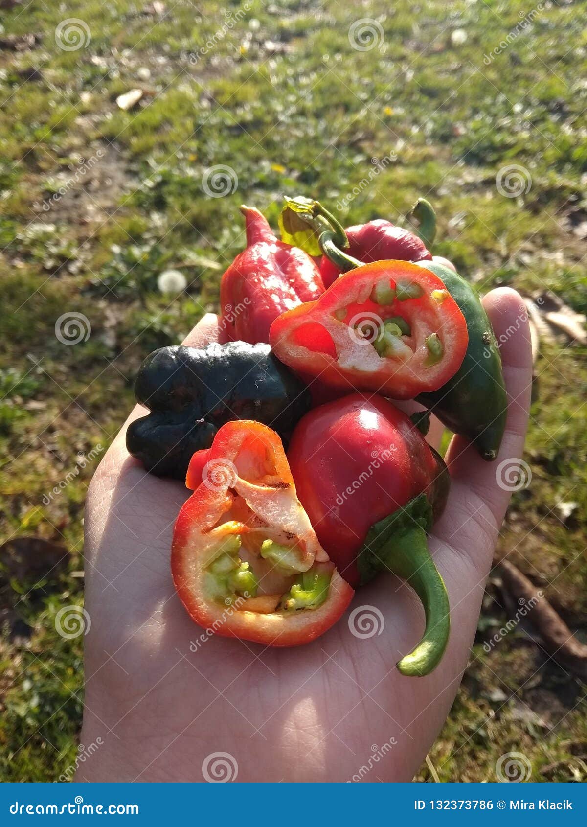 Peppers stock photo. Image of peppers, vegetables, nature - 132373786