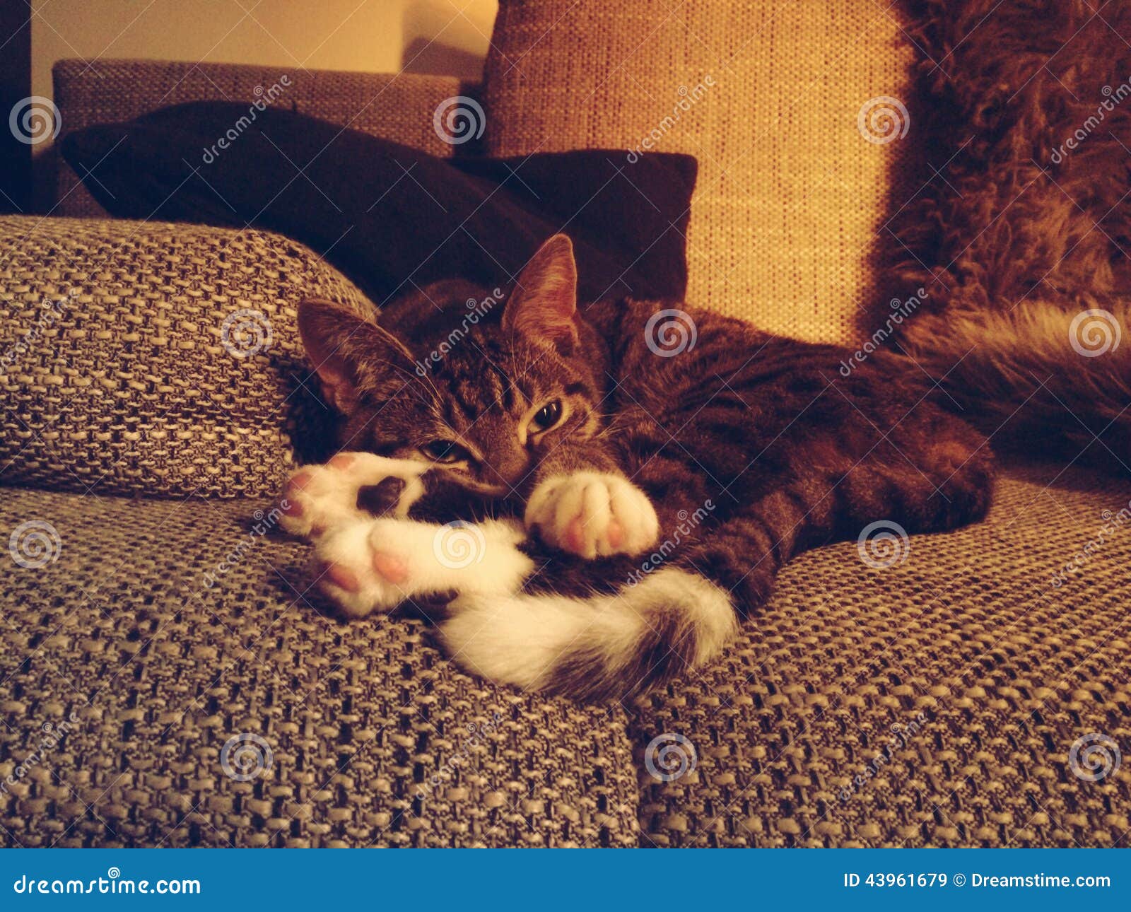 Pepsi stock image. Image of pepsi, cute, kitten - 43961679