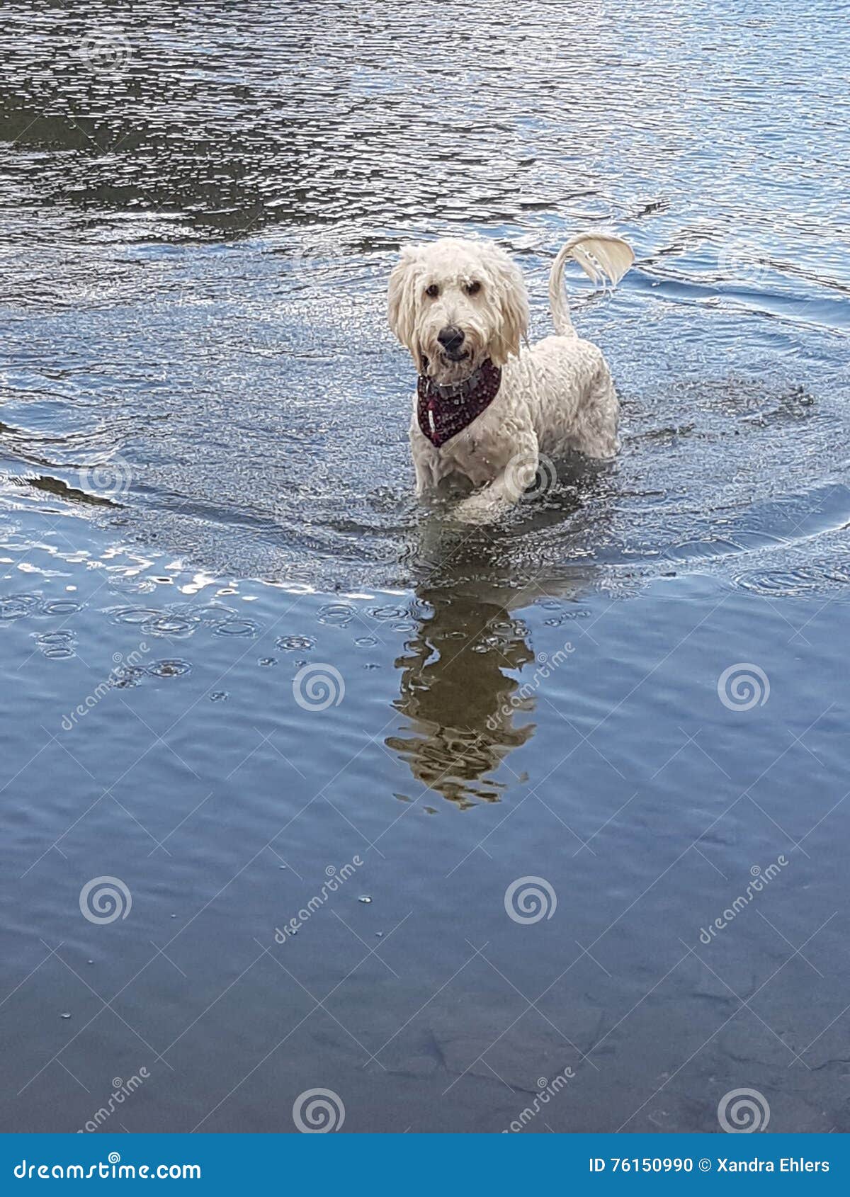 Pepsi in den Neualpseen stock photo. Image of poodle - 76150990