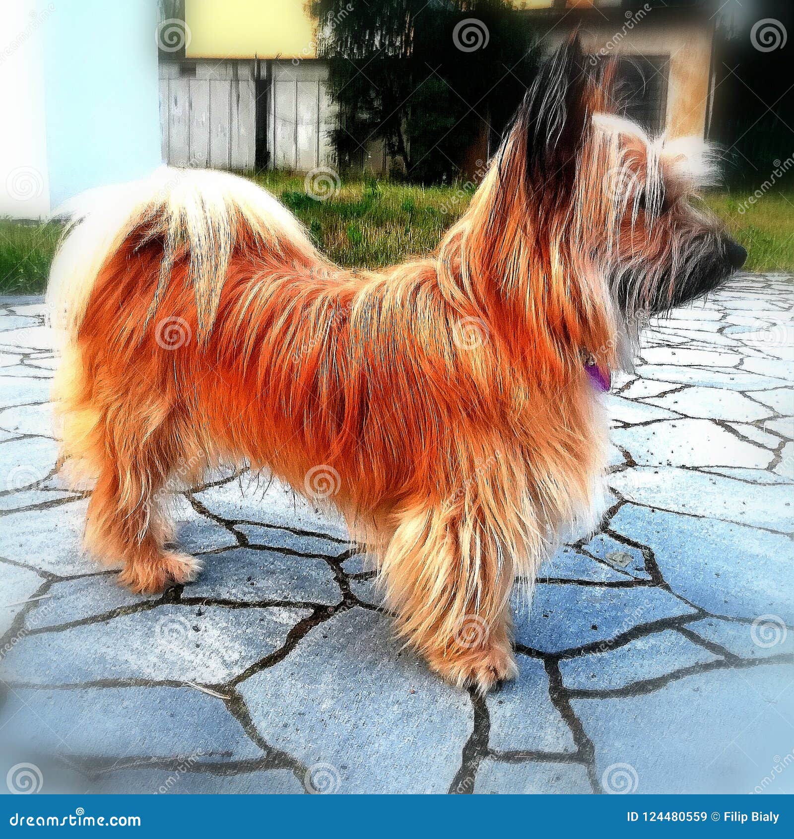 Pepsi stock image. Image of pepsi, humenne, kalvaria - 124480559