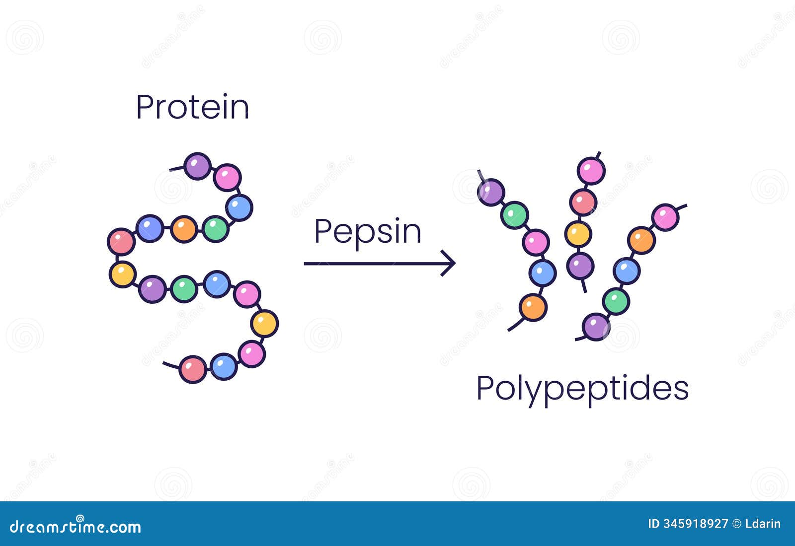 Vector Illustration of Pepsin Enzyme Effect on Protein Moleculet Stock ...