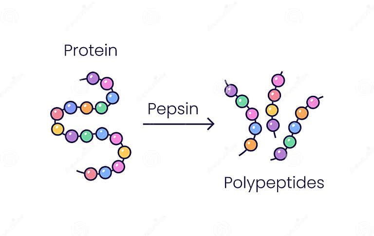Vector Illustration of Pepsin Enzyme Effect on Protein Moleculet Stock ...