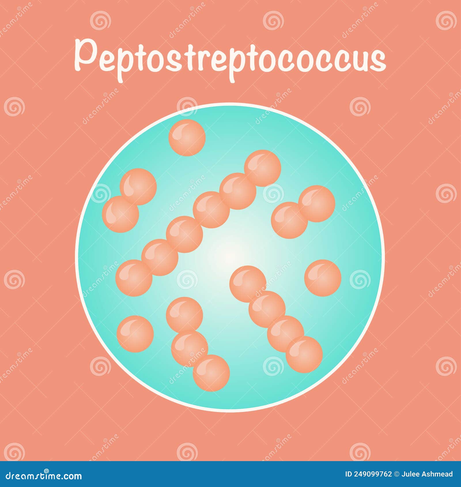 Vector Illustration Graphic of the Bacteria Peptostreptococcus Stock ...