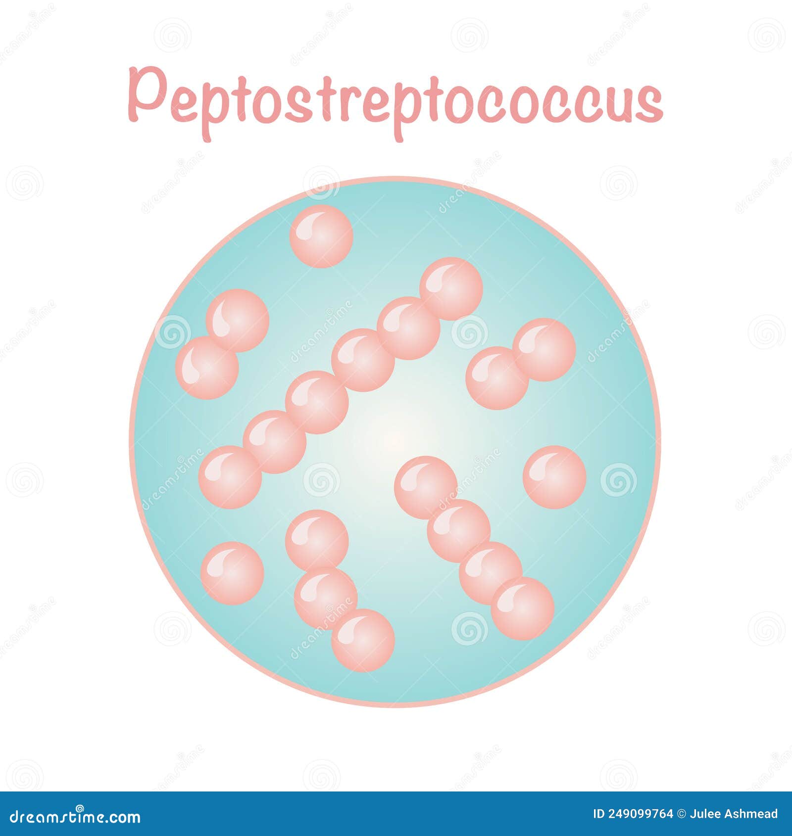 Vector Illustration Graphic of the Bacteria Peptostreptococcus Stock ...