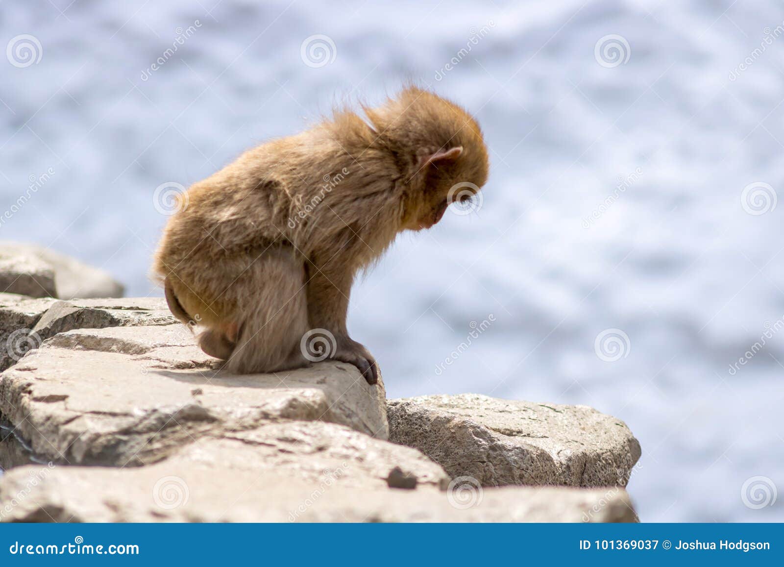Pequeña búsqueda del mono imagen de archivo. Imagen de precalentamiento ...