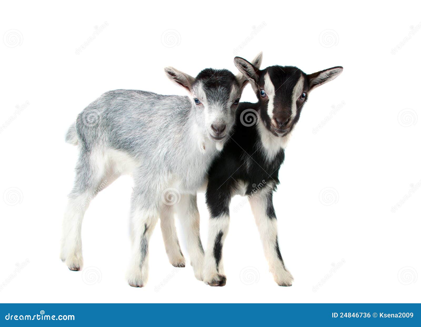 Pequeña cabra aislada foto de archivo. Imagen de corte - 24846736