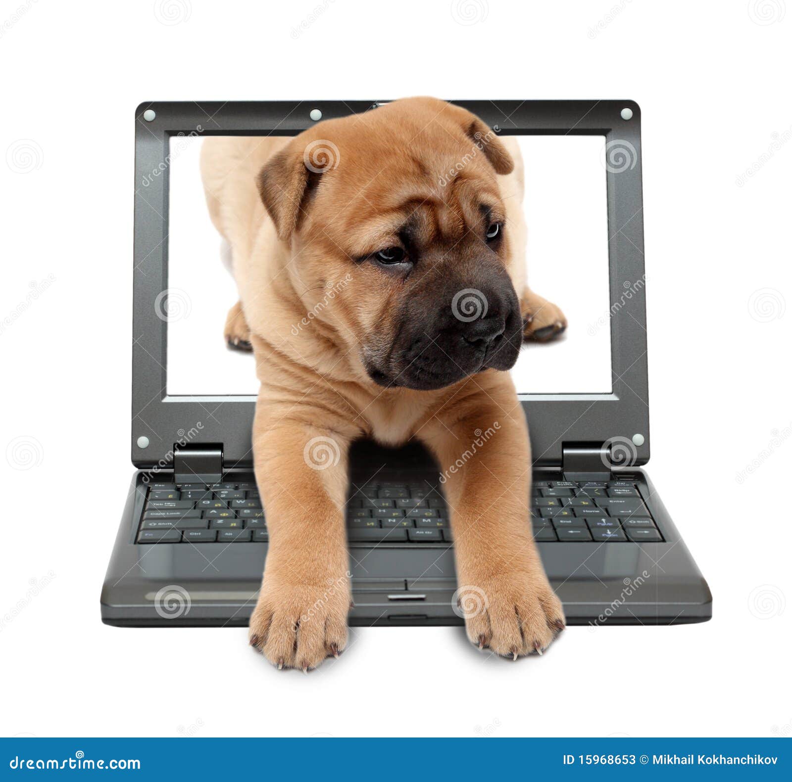 Pequeña Computadora Portátil Con El Perro De Perrito Imagen de archivo ...