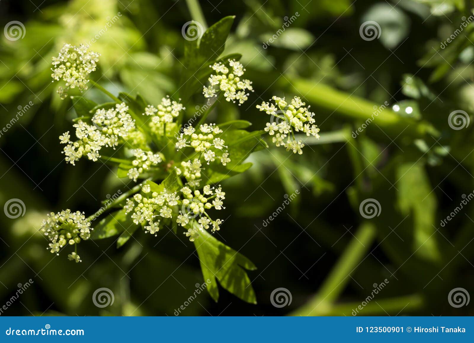 Pequeña flor del apio imagen de archivo. Imagen de horticultura - 123500901