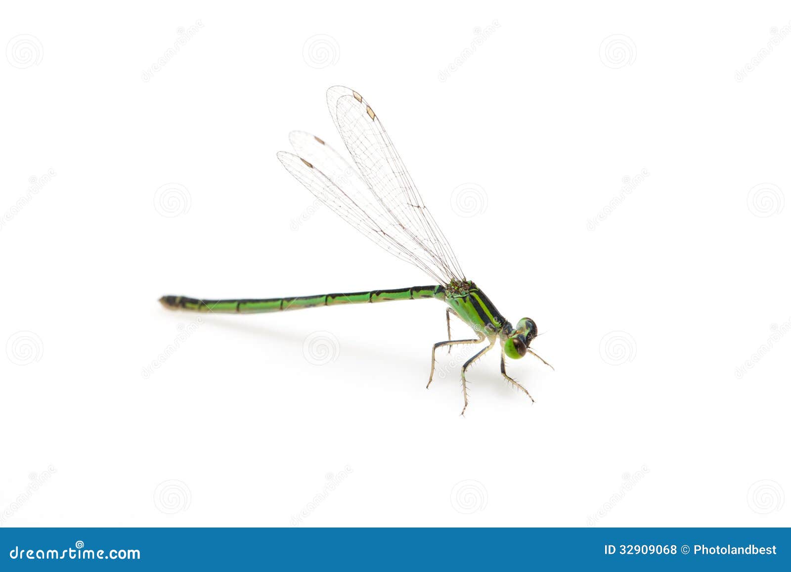Pequeña libélula verde foto de archivo. Imagen de ojos - 32909068