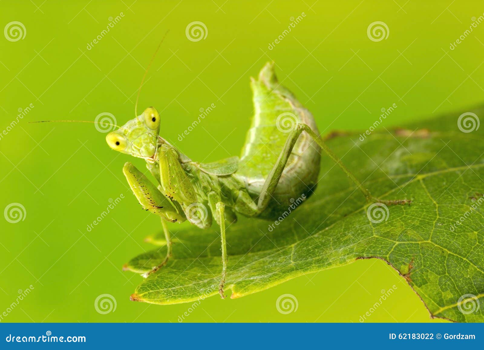 Pequeña Mantis Religiosa Stock Photos - Royalty Free Pictures