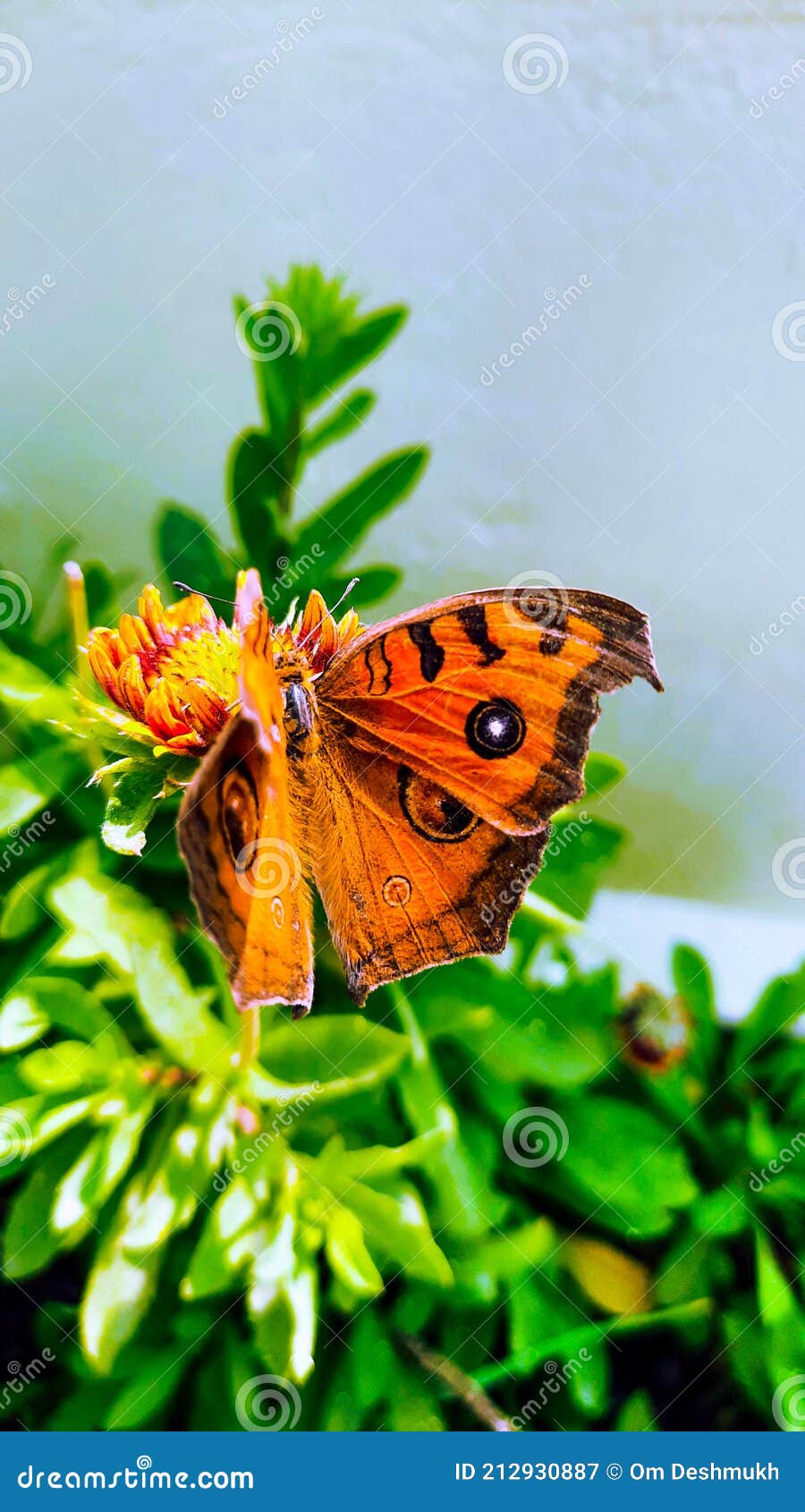 Pequeña Mariposa De Esperanza Imagen de archivo - Imagen de amarillo ...