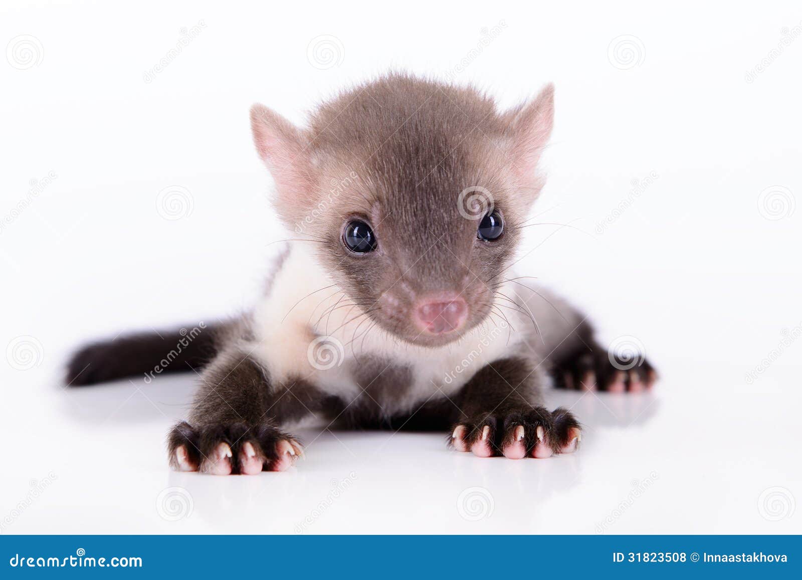 Pequeña marta animal foto de archivo. Imagen de colmillos - 31823508