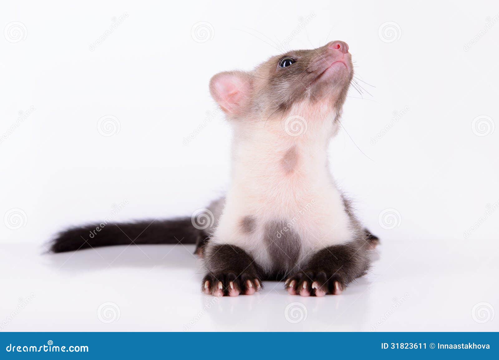 Pequeña marta animal imagen de archivo. Imagen de casta - 31823611