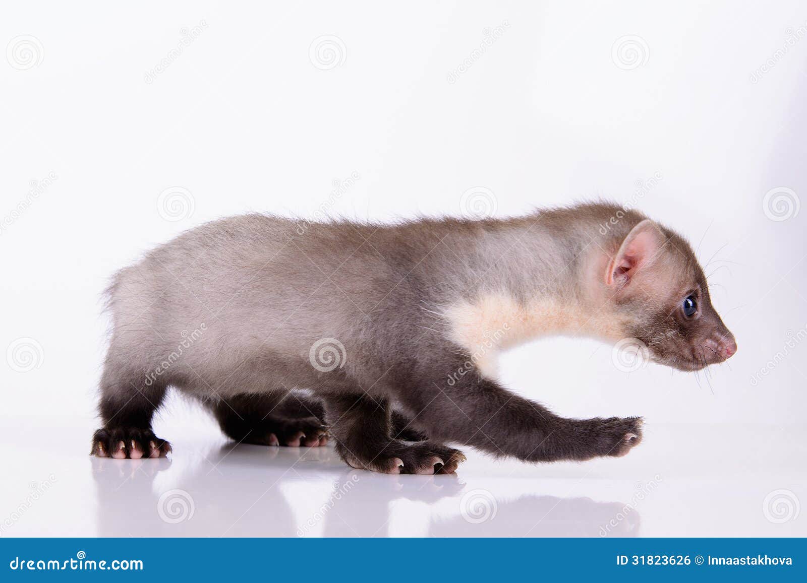 Pequeña marta animal foto de archivo. Imagen de veterinario - 31823626