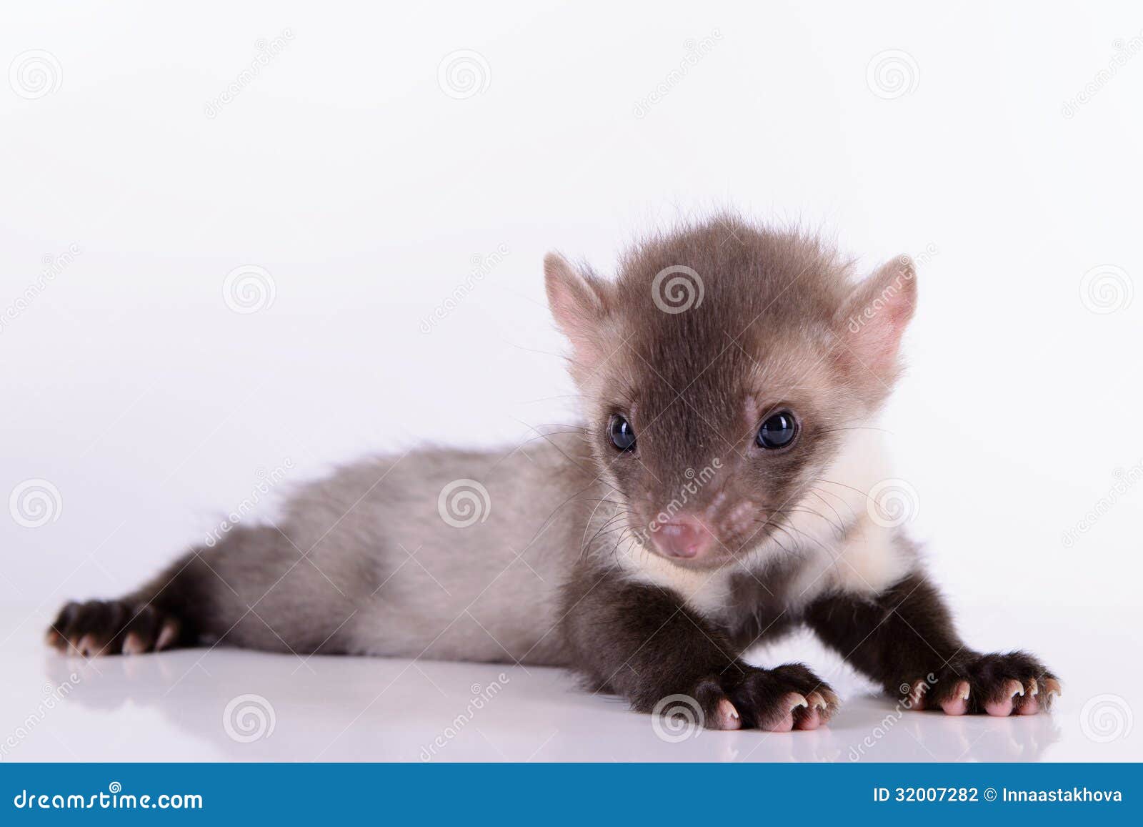 Pequeña marta animal foto de archivo. Imagen de divertido - 32007282