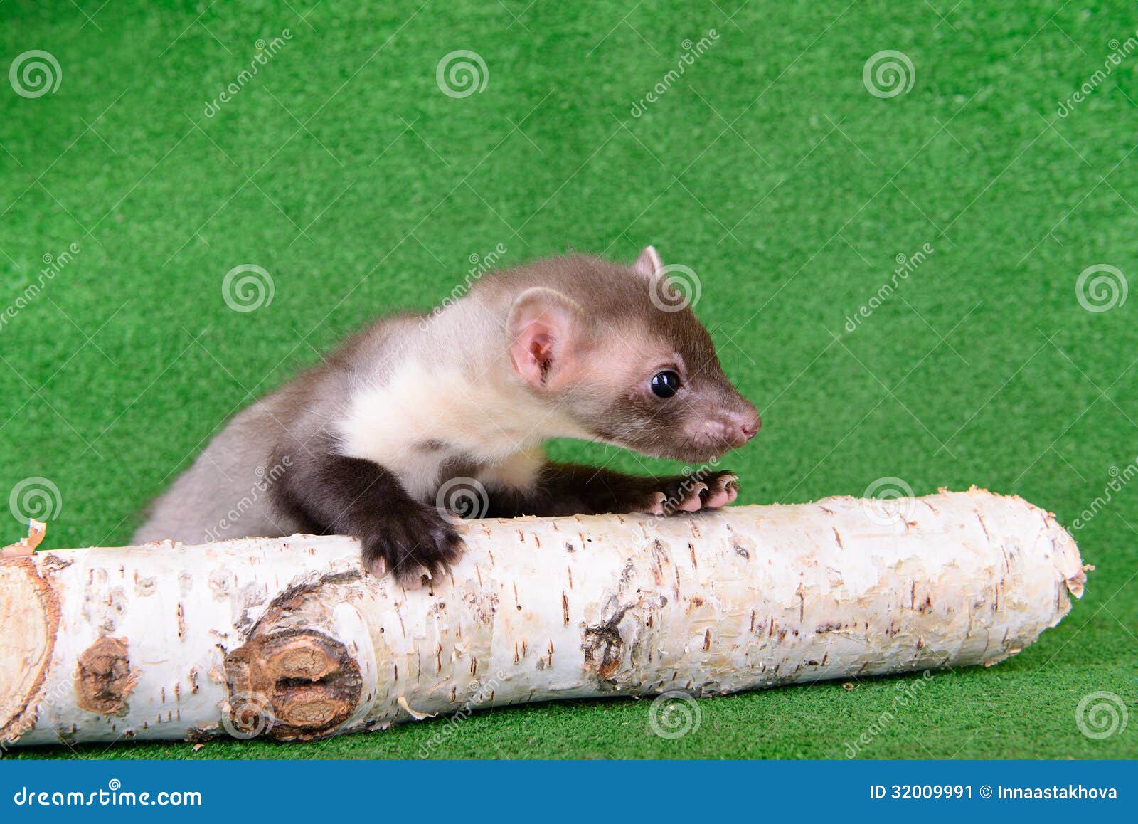 Pequeña marta animal imagen de archivo. Imagen de apartadero - 32009991