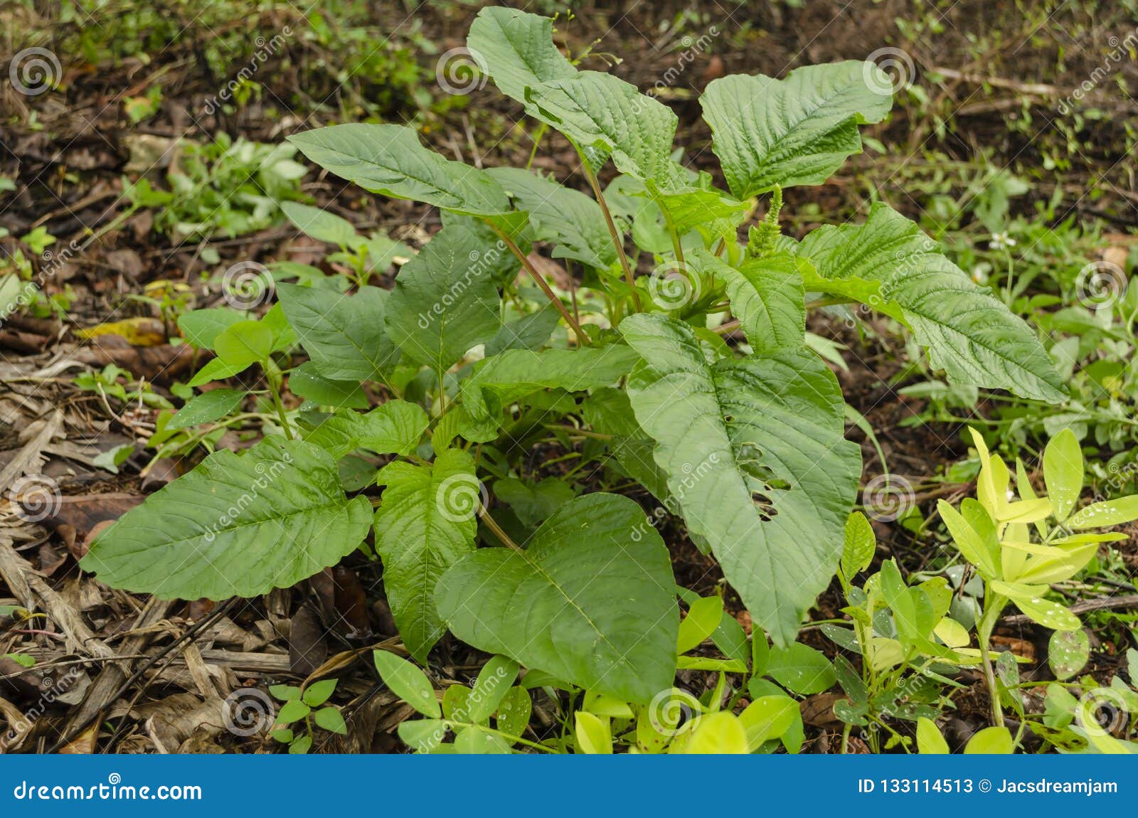 Pequeña planta de Callaloo imagen de archivo. Imagen de manojos - 133114513