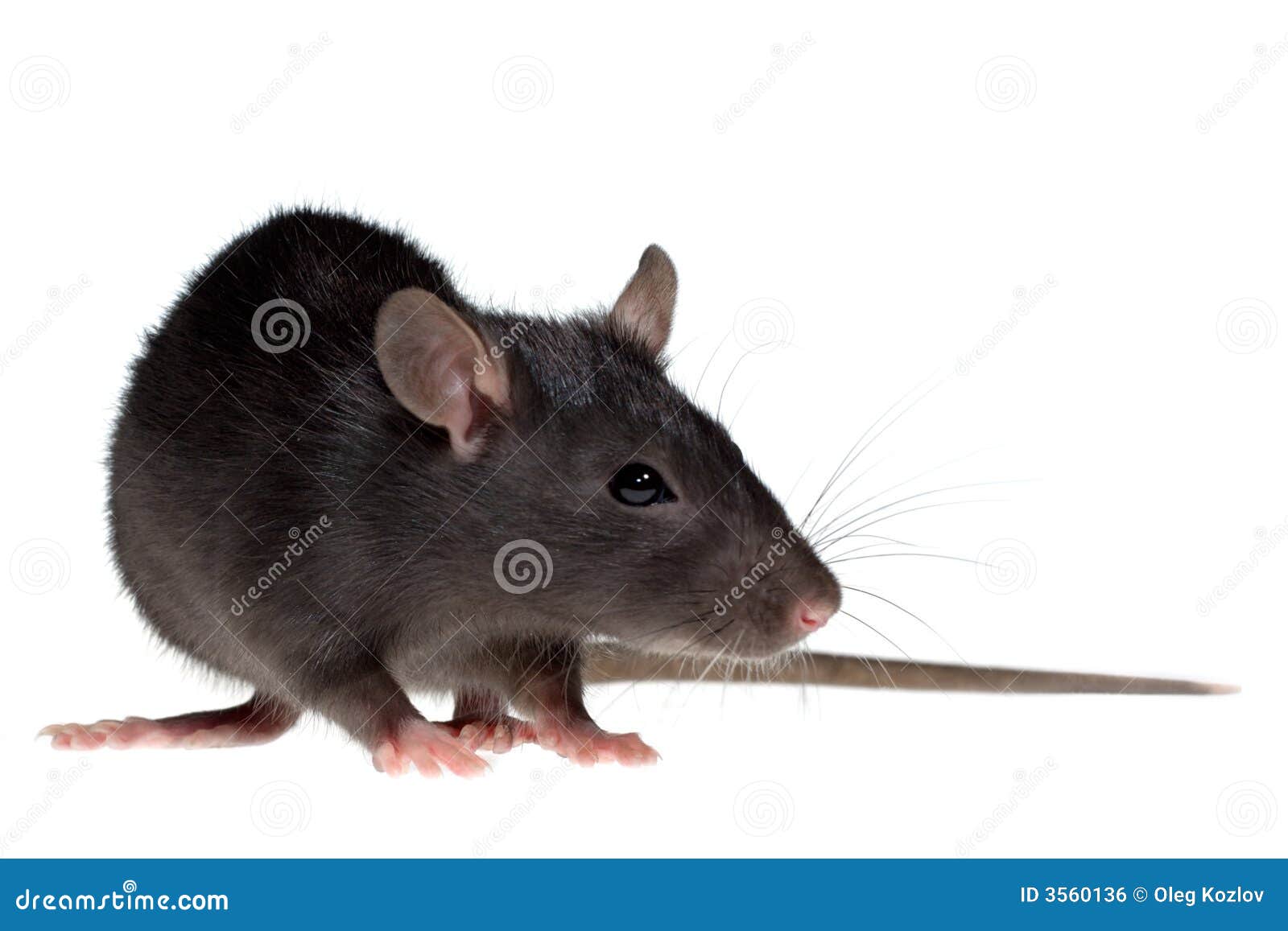 Pequeña rata foto de archivo. Imagen de pata, piel, rata - 3560136