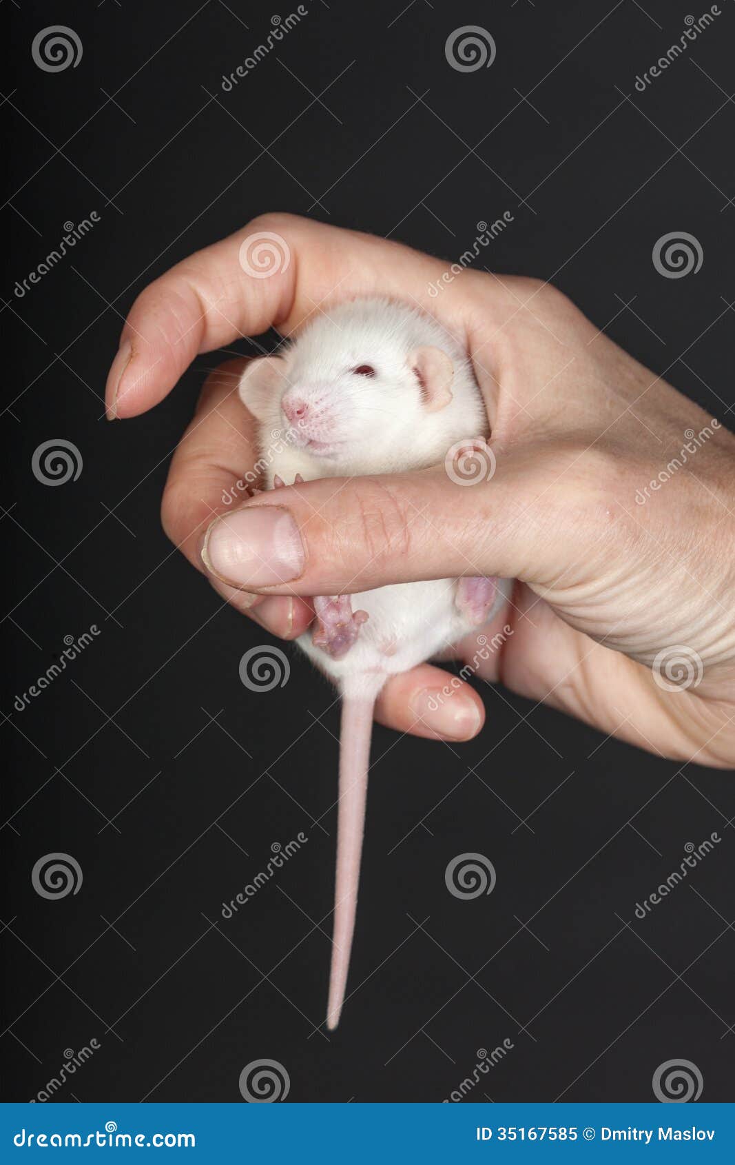 Pequeña Rata Blanca Del Bebé Imagen de archivo - Imagen de belleza ...