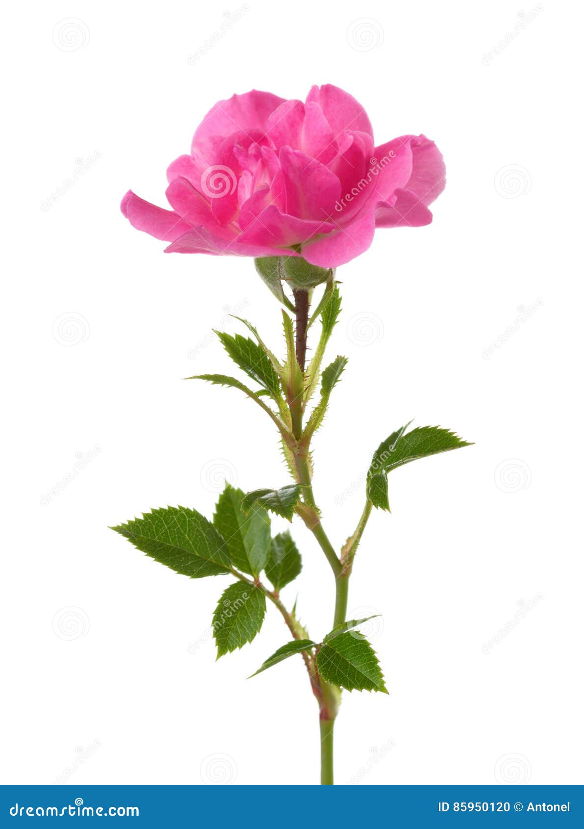 Pequeña rosa del rosa foto de archivo. Imagen de color - 85950120