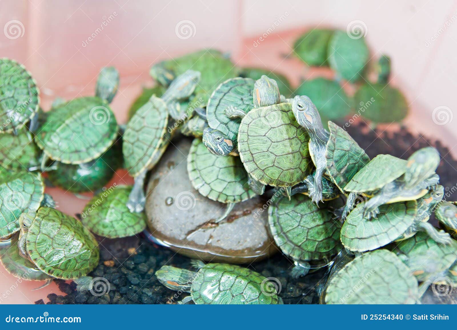 Pequeña tortuga verde foto de archivo. Imagen de color - 25254340