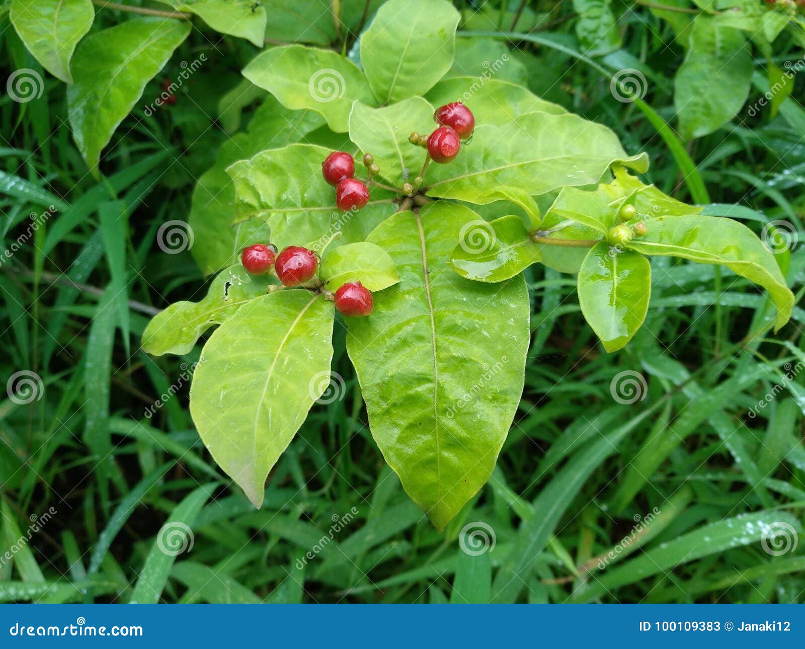Pequeñas frutas rojas imagen de archivo. Imagen de rojo - 100109383
