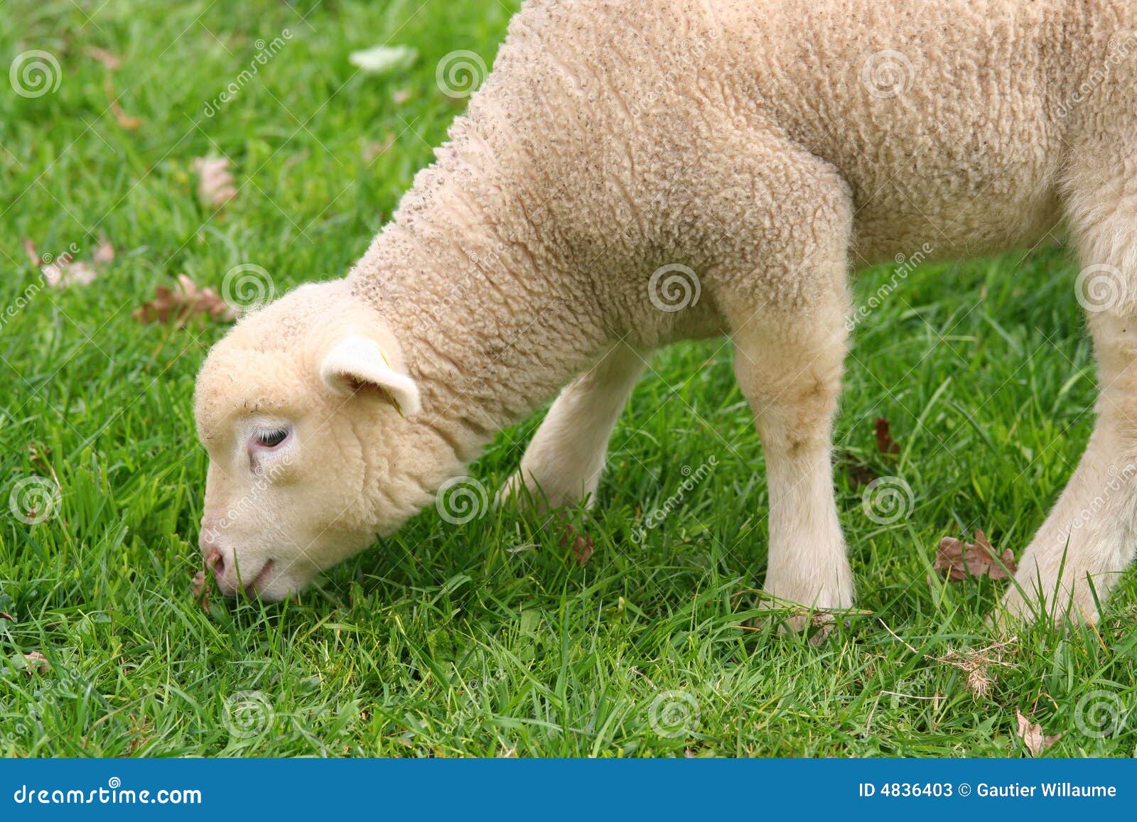 Pequeñas Ovejas Lindas Del Bebé Imagen de archivo - Imagen de cordero ...
