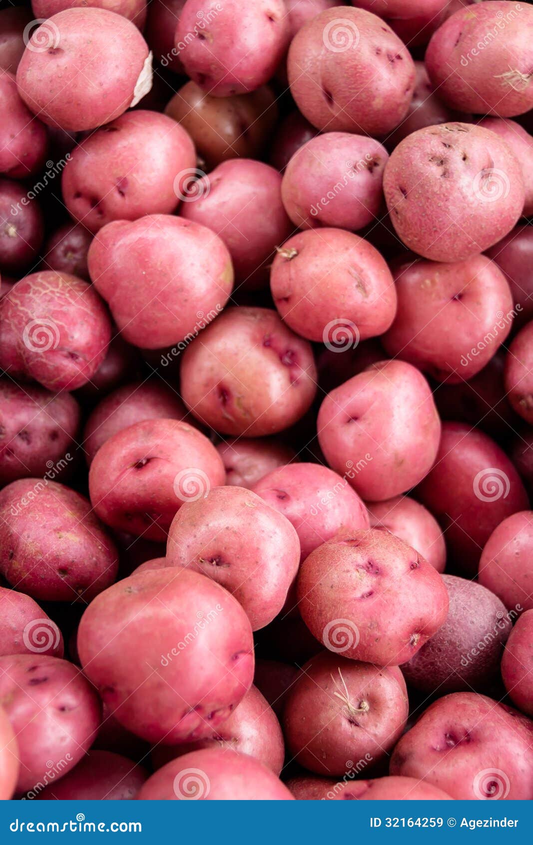 Pequeñas patatas rojas imagen de archivo. Imagen de cubo - 32164259