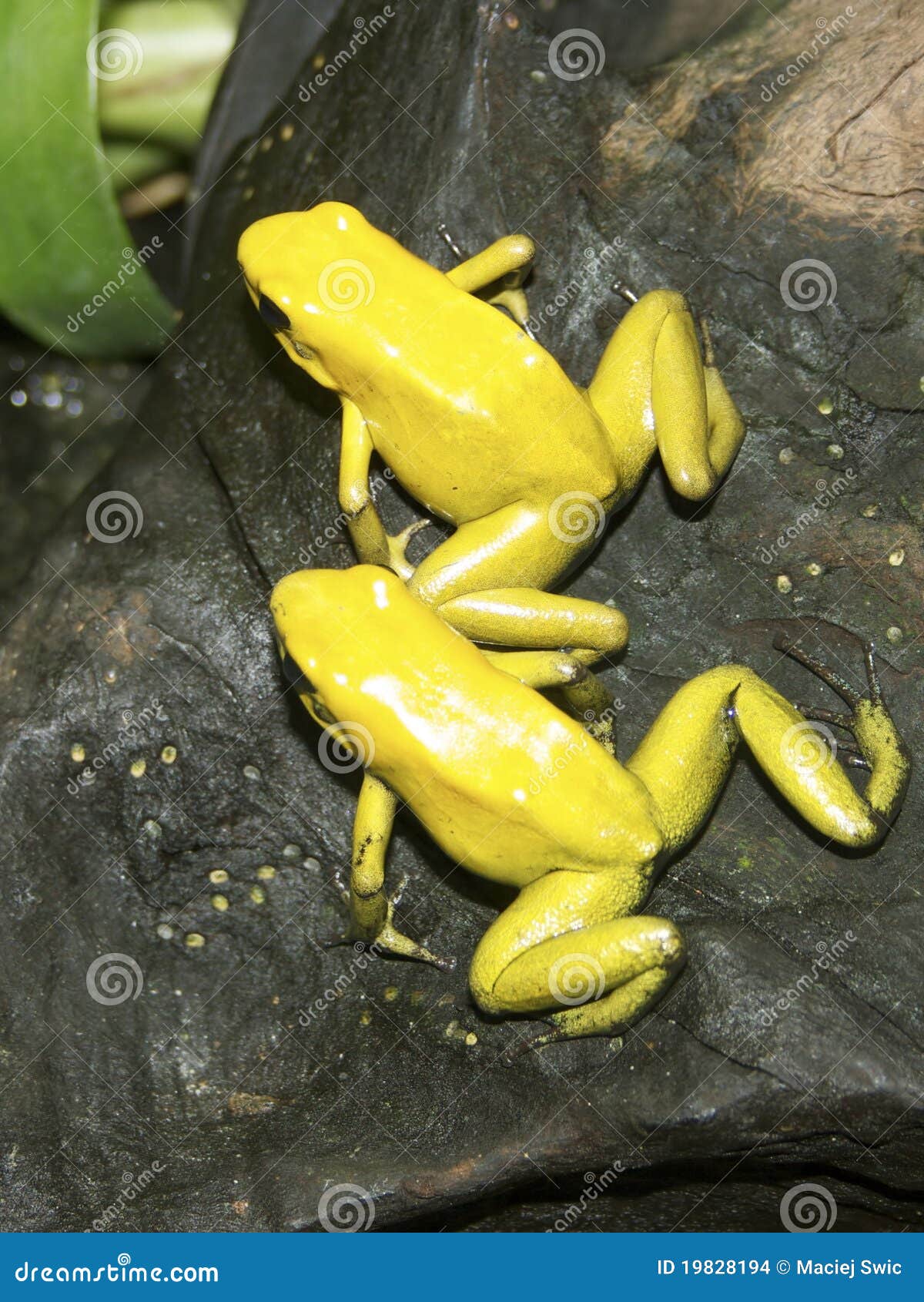 Pequeñas ranas verdes foto de archivo. Imagen de travieso - 19828194