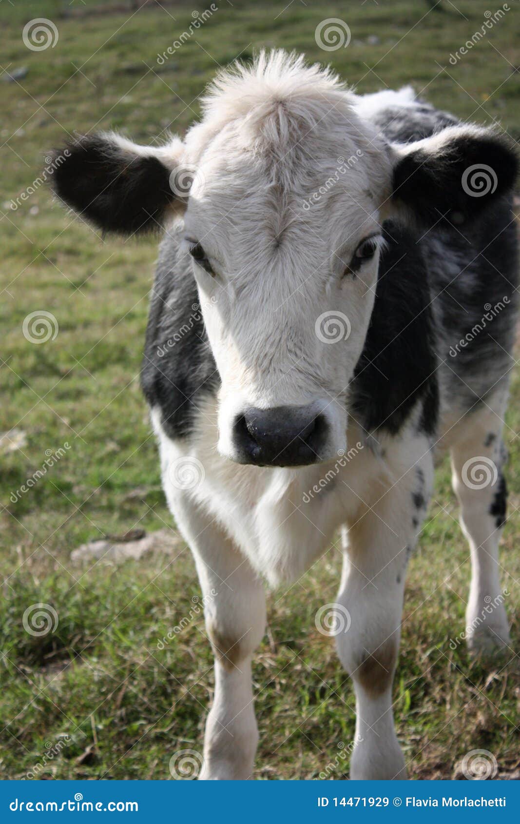 Pequeño becerro imagen de archivo. Imagen de prado, cielo - 14471929