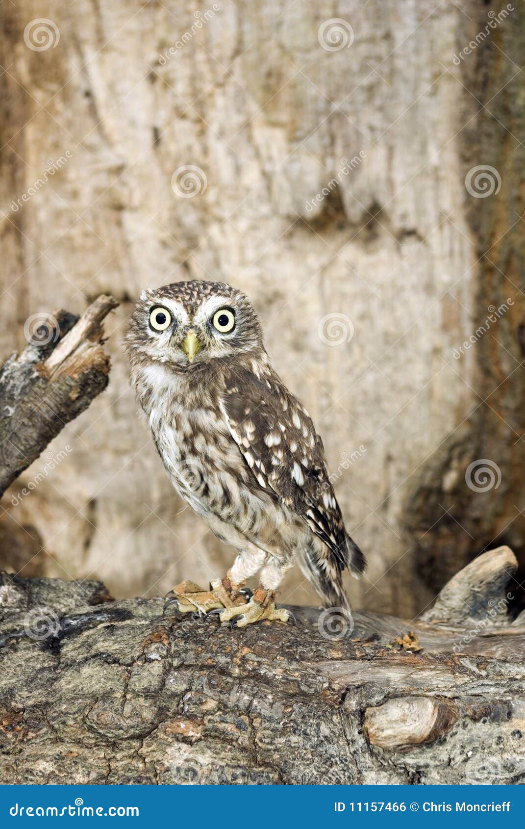 Pequeño buho foto de archivo. Imagen de polluelos, poco - 11157466