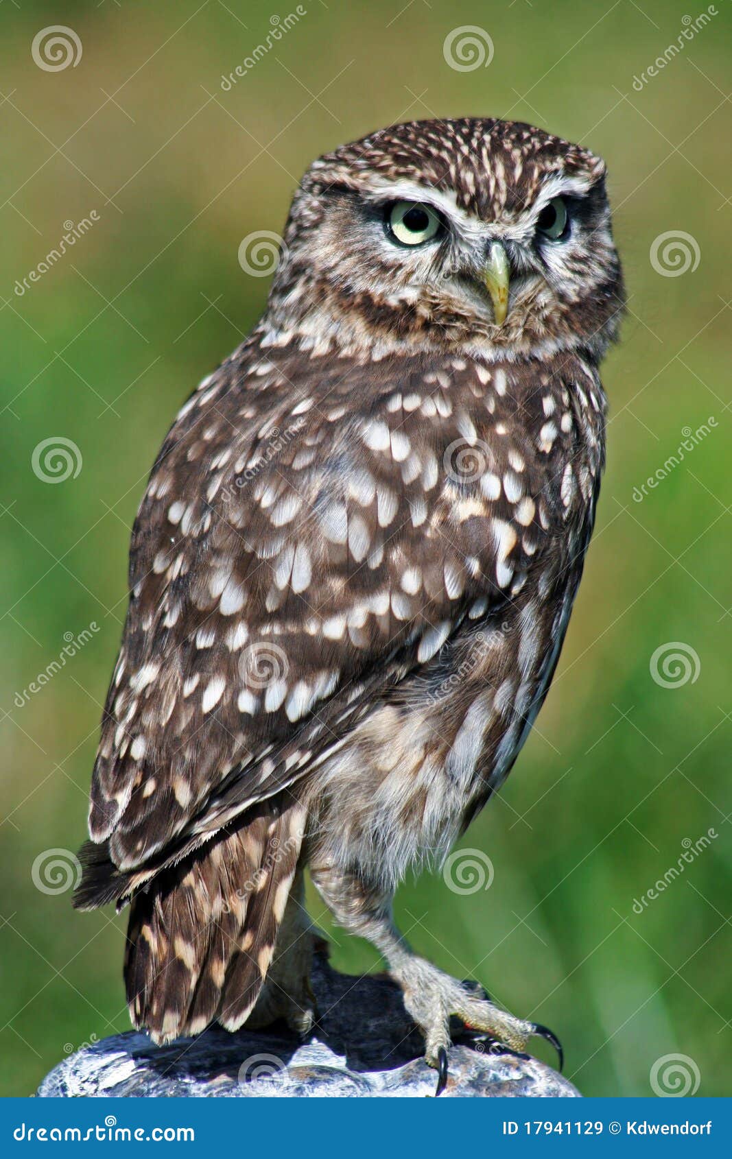 Pequeño buho imagen de archivo. Imagen de pupila, vuelo - 17941129