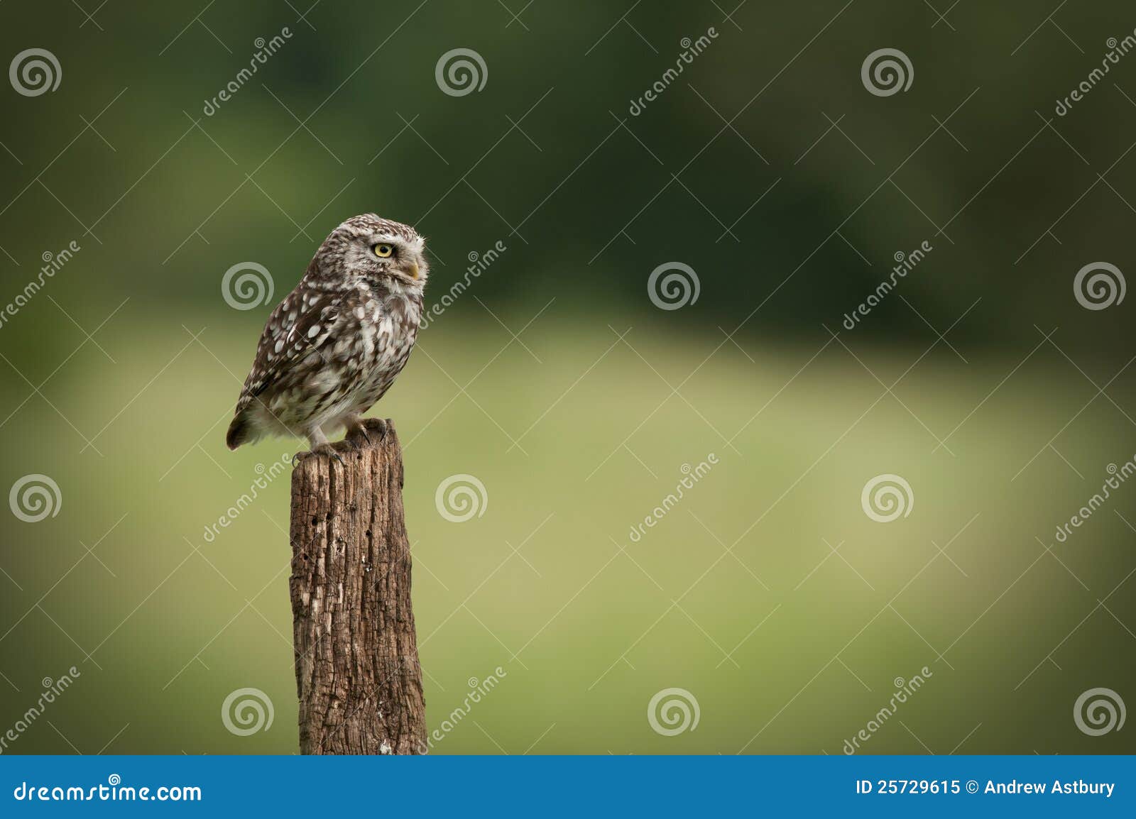 Pequeño buho imagen de archivo. Imagen de ateno, mirando - 25729615