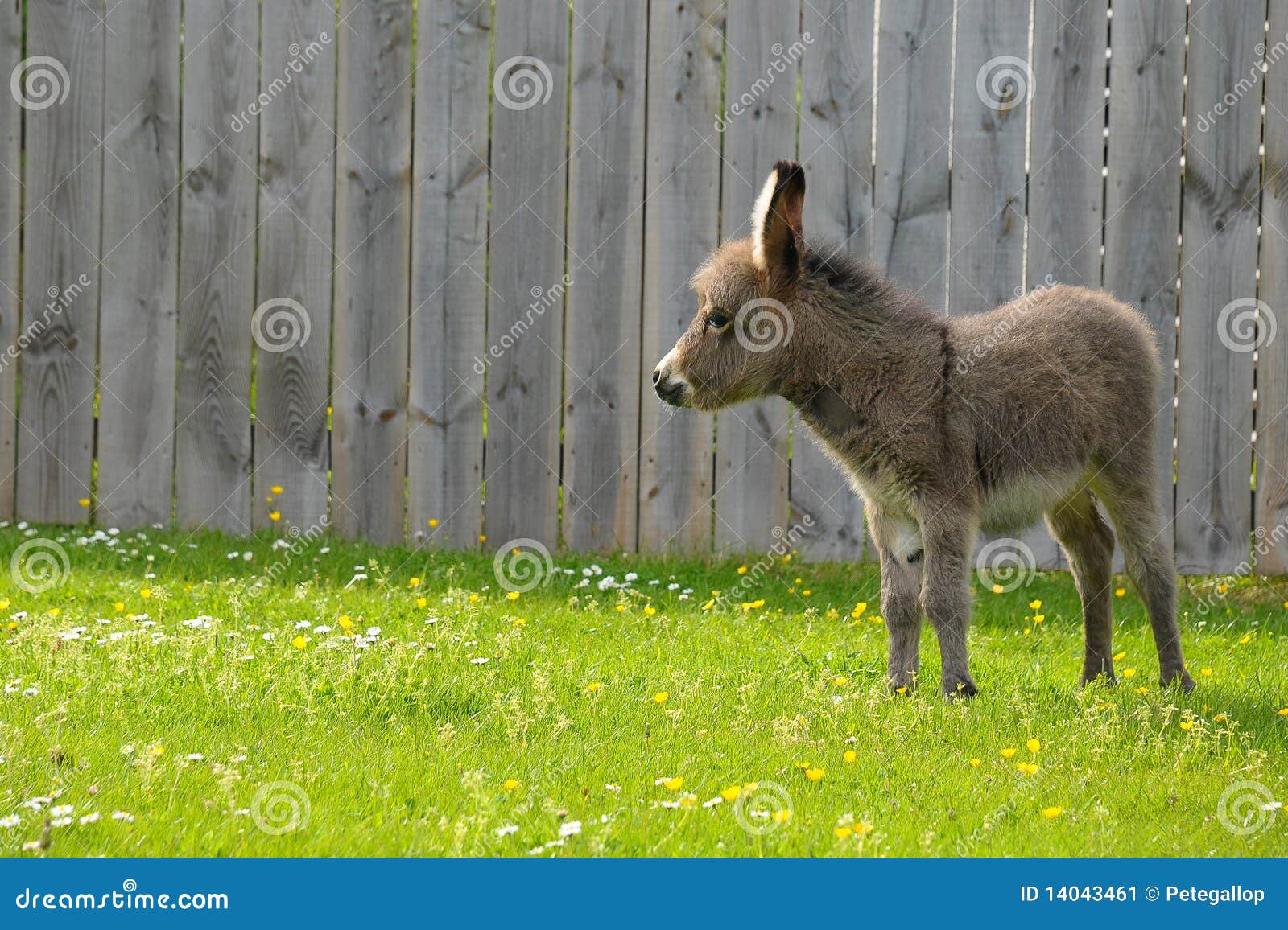 Pequeño burro imagen de archivo. Imagen de animal, burro - 14043461