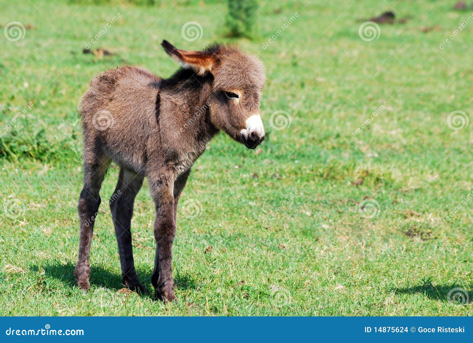 Pequeño burro en pasto foto de archivo. Imagen de potro - 14875624