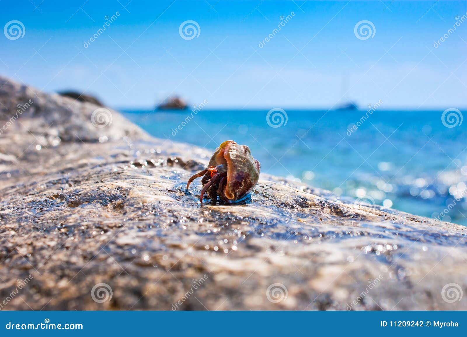Pequeño Cangrejo De Ermitaño Foto de archivo - Imagen de cierre, barco ...