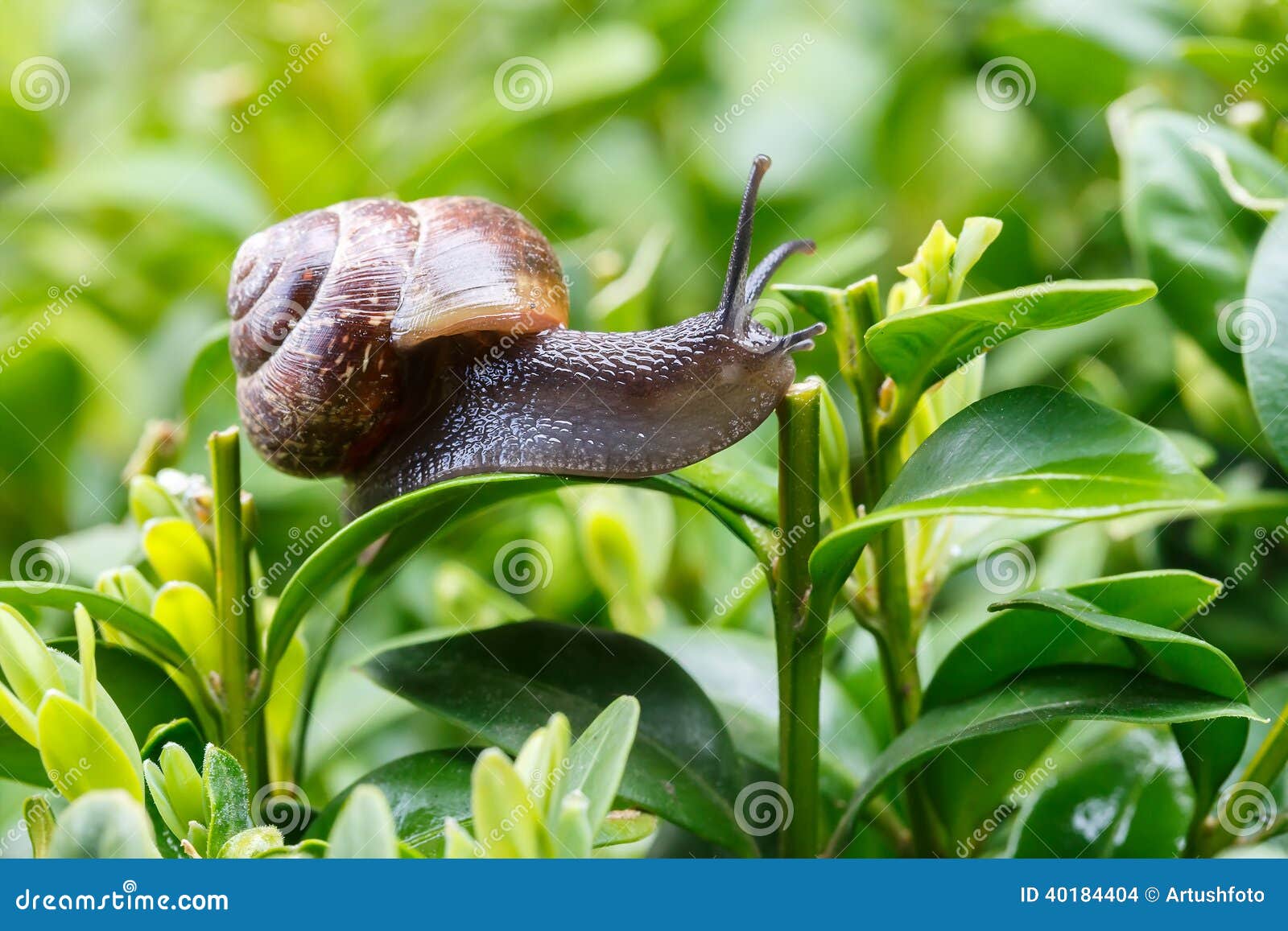 Pequeño caracol de jardín foto de archivo. Imagen de macro - 40184404