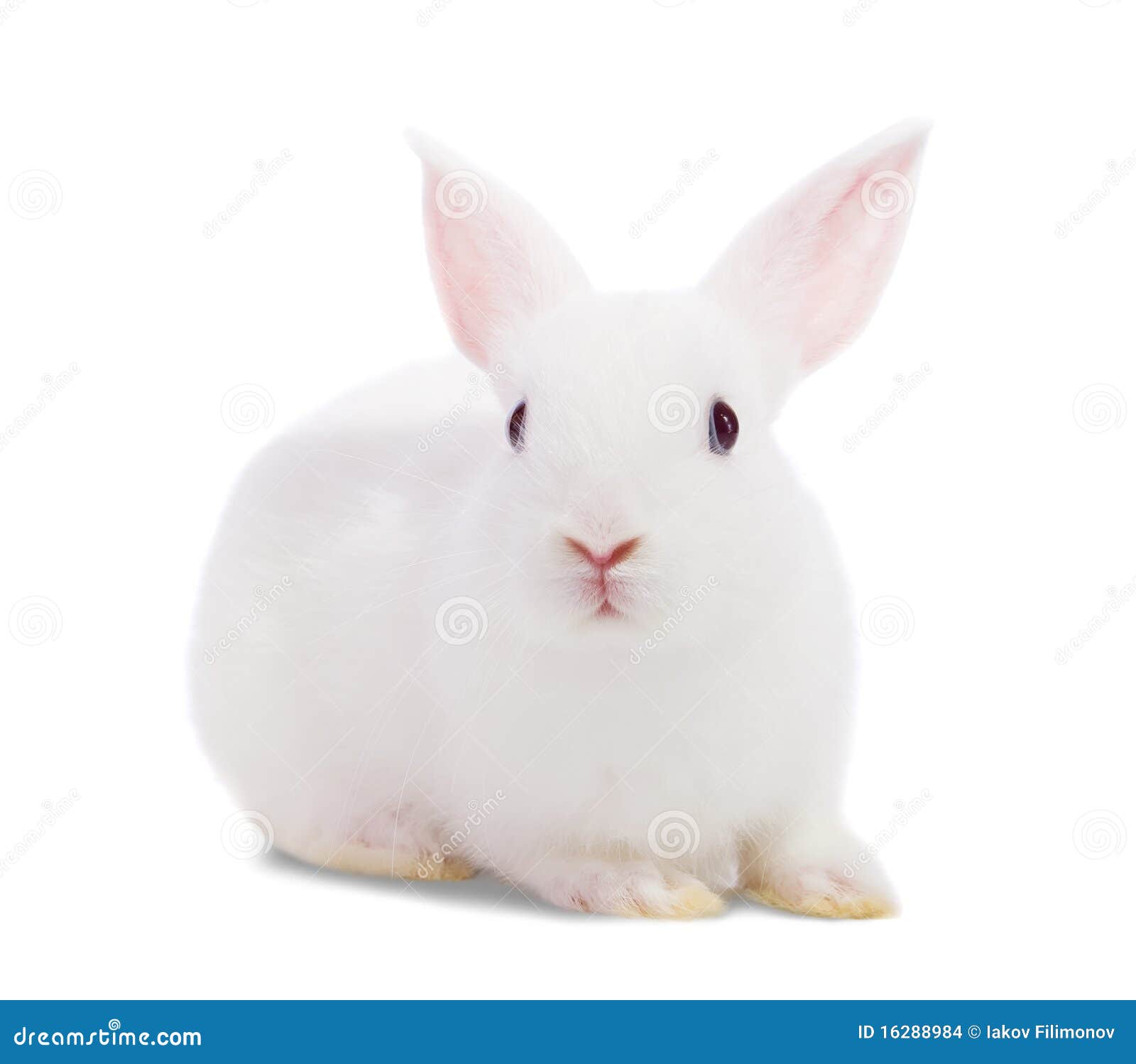 Pequeño conejo blanco foto de archivo. Imagen de mascotas - 16288984