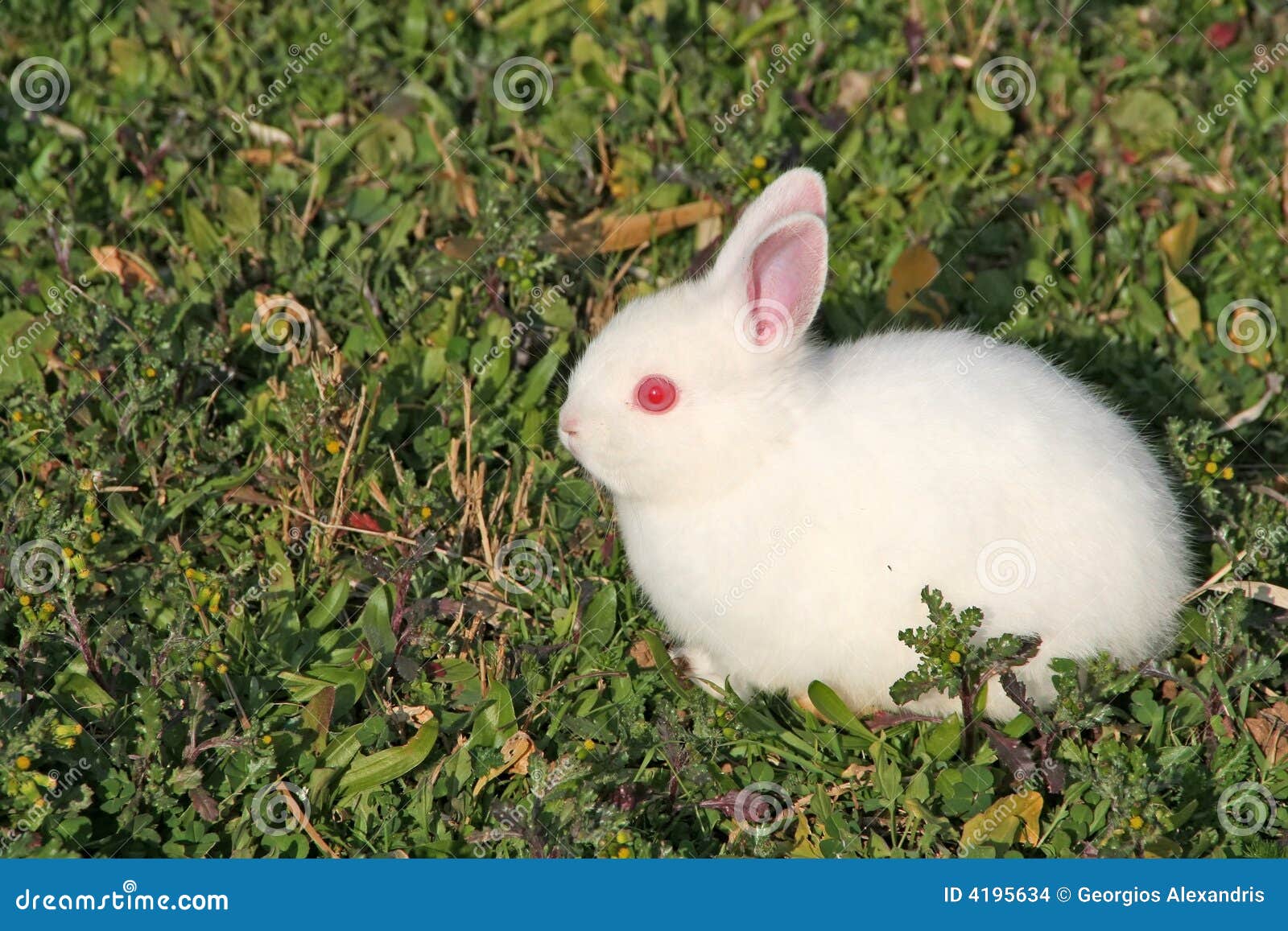 Pequeño conejo blanco foto de archivo. Imagen de rojo - 4195634