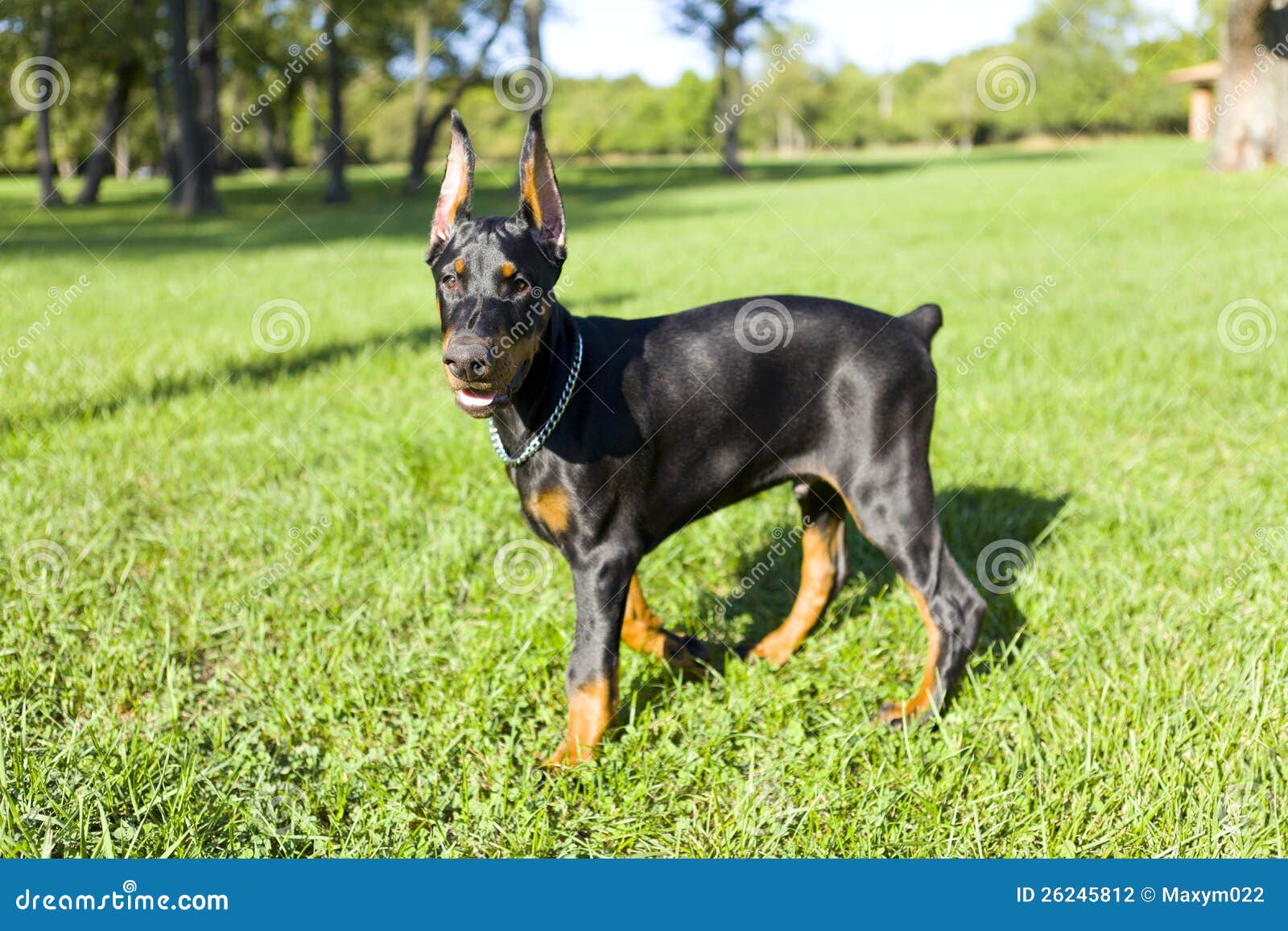 Pequeño Doberman foto de archivo. Imagen de animal, adorable - 26245812