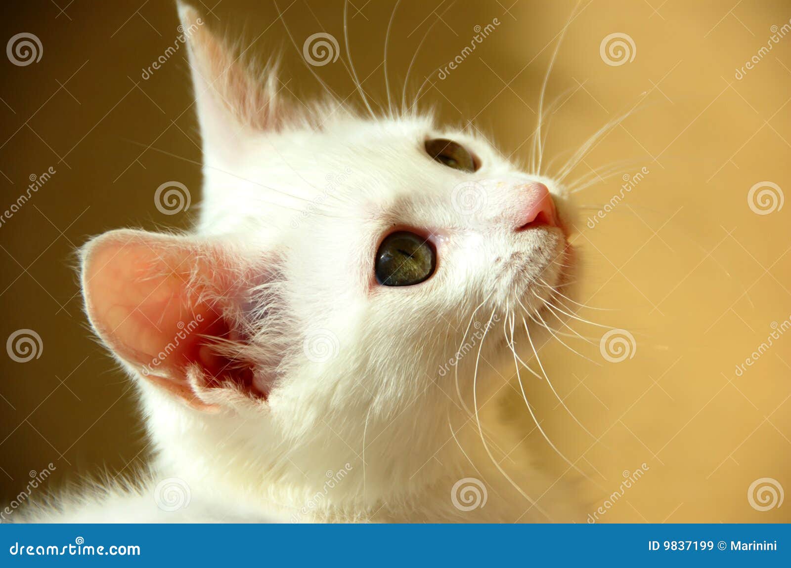 Pequeño Gatito Blanco Dulce Imagen de archivo - Imagen de gatito ...