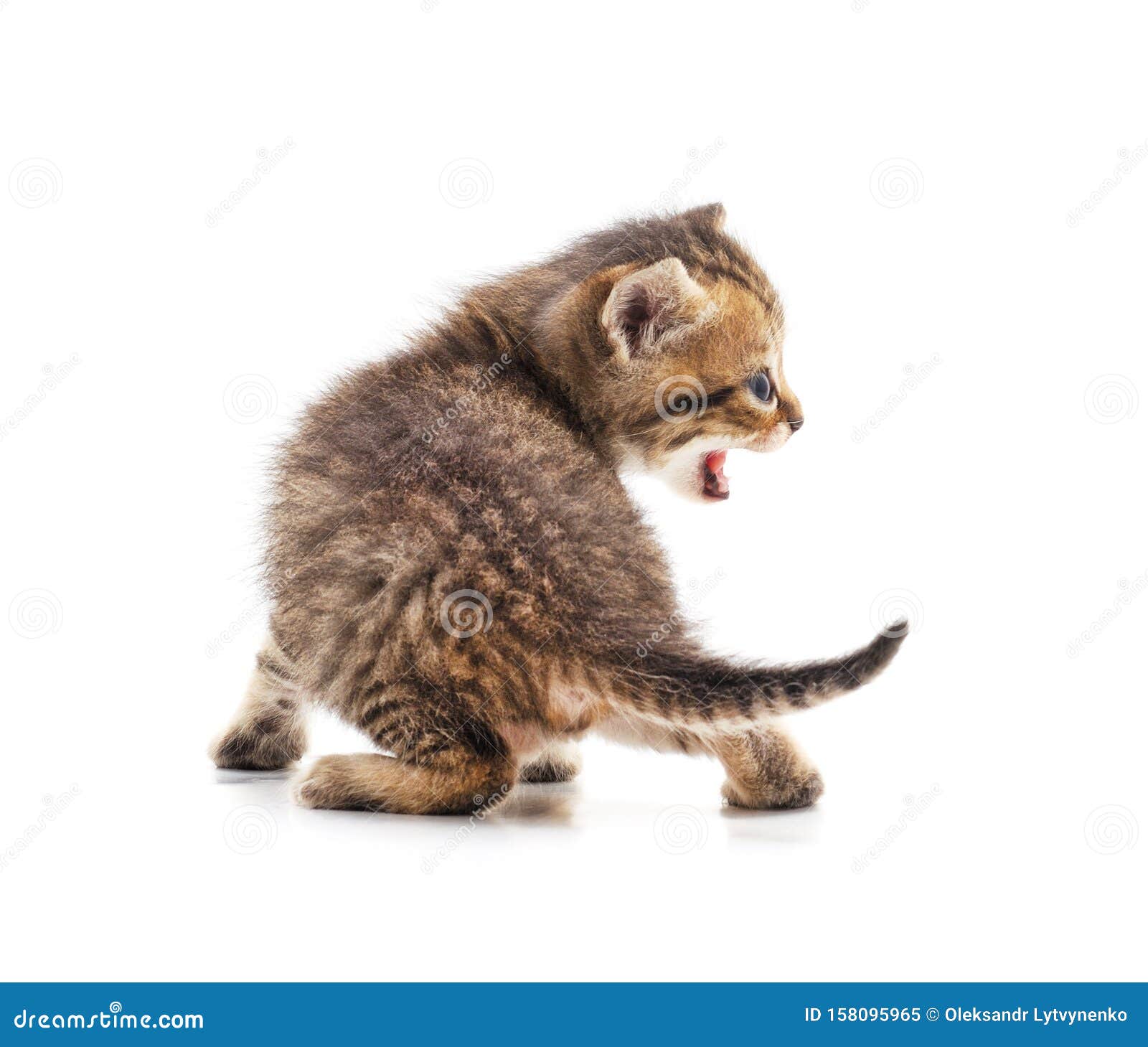 PequeÃ±o gatito gritando imagen de archivo. Imagen de fondo - 158095965